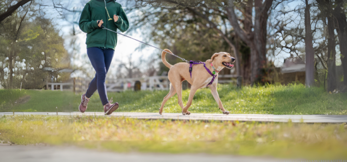 Dogs Taking Humans for a Walk! The Surprising Health Benefits of our ...
